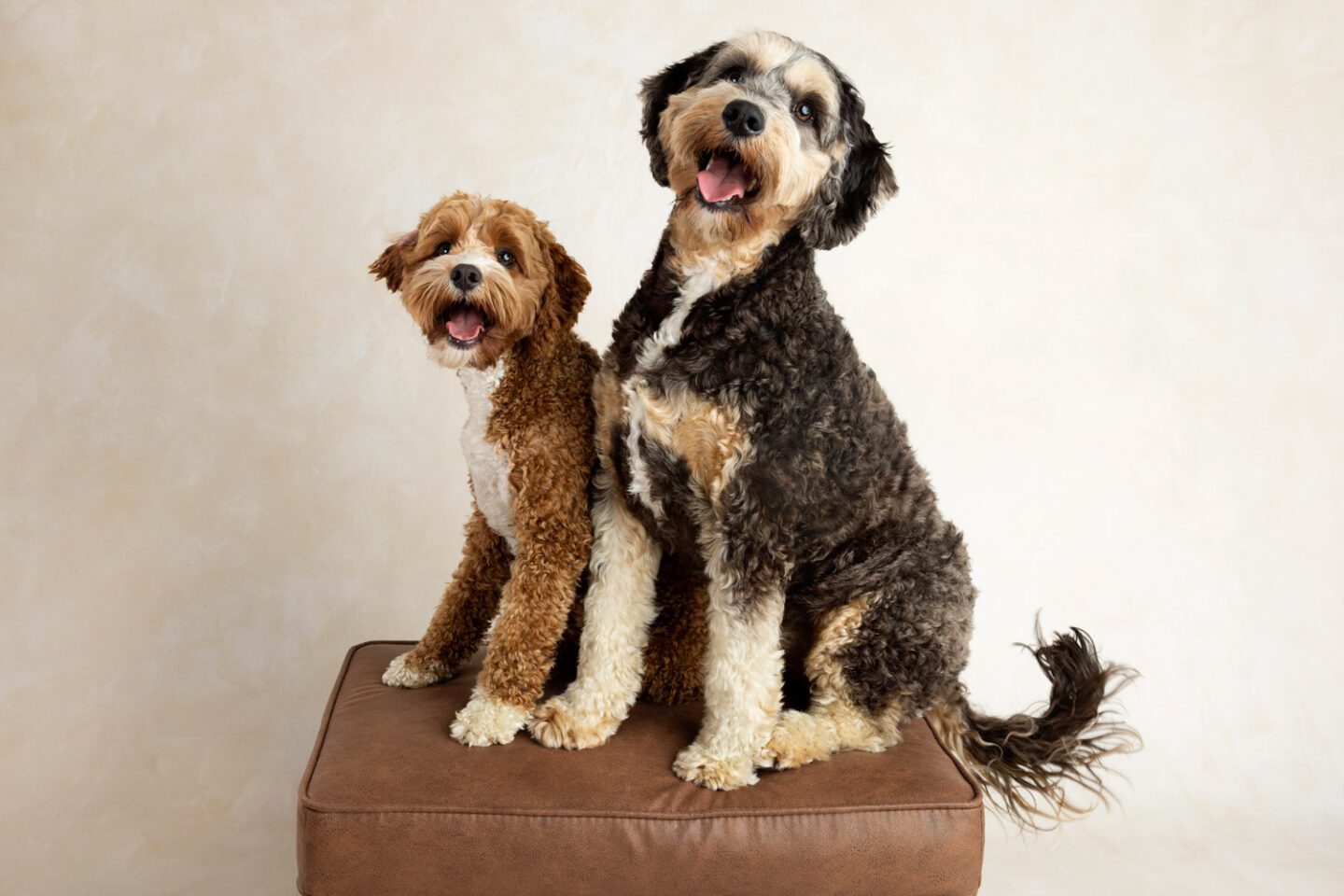 Cutest Cavoodles!! - Lilypad Photography