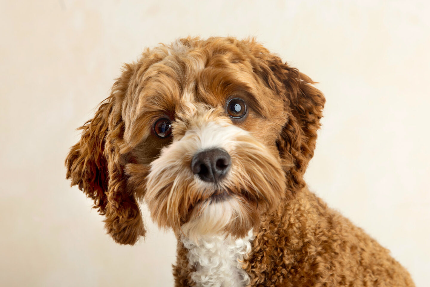 Cutest Cavoodles!! - Lilypad Photography