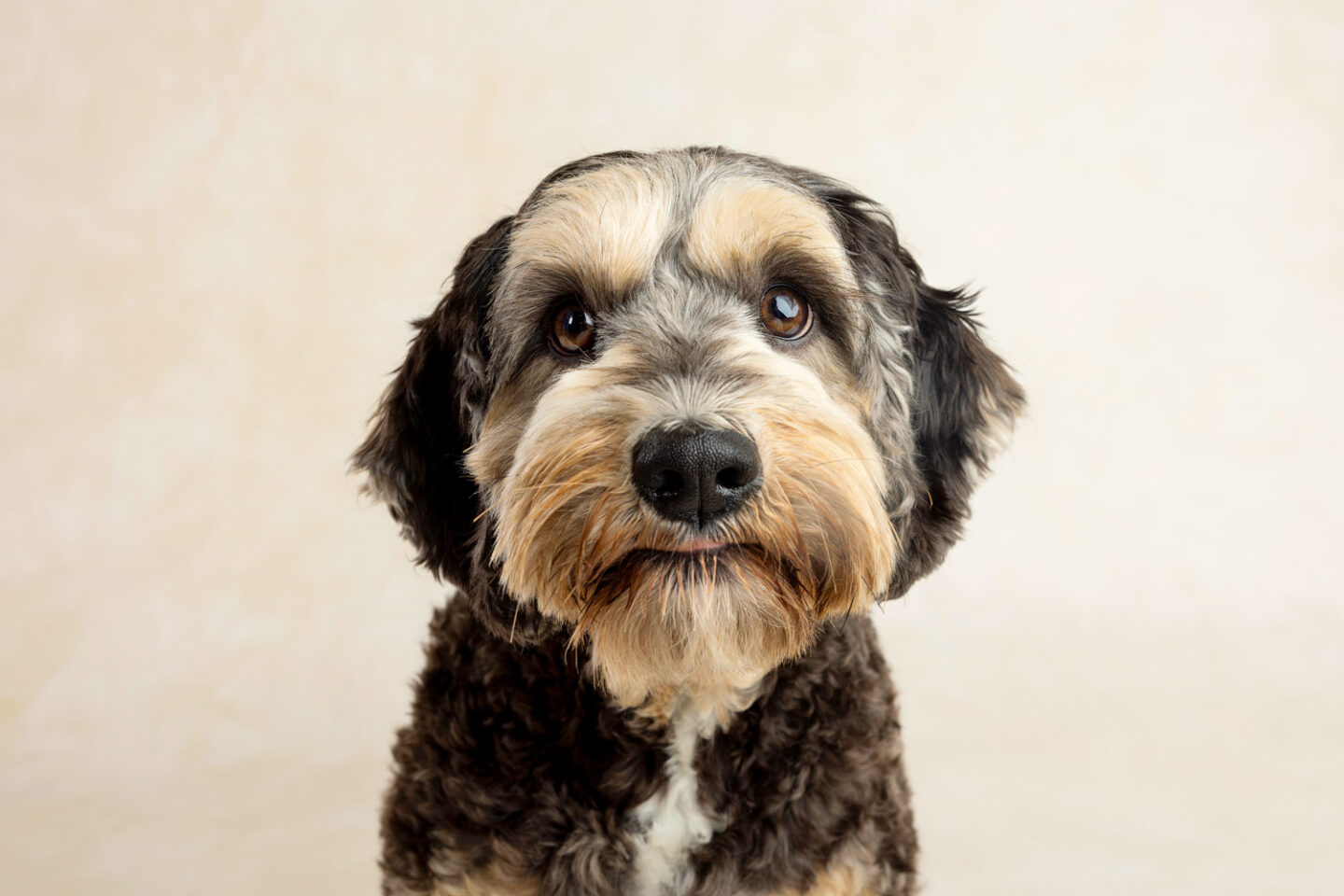 Cutest Cavoodles!! - Lilypad Photography